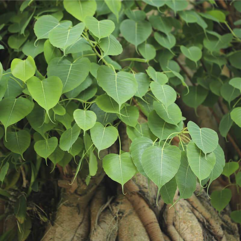 Seeds of Sacred Fig Tree - FICUS RELIGIOSA - The Original Garden