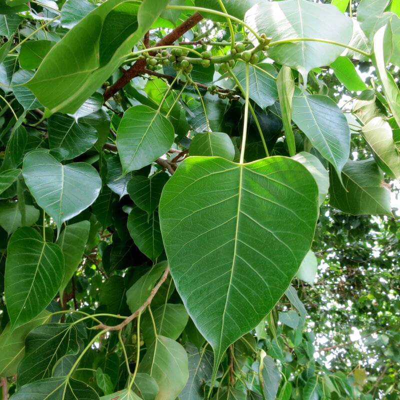 Seeds of Sacred Fig Tree - FICUS RELIGIOSA - The Original Garden