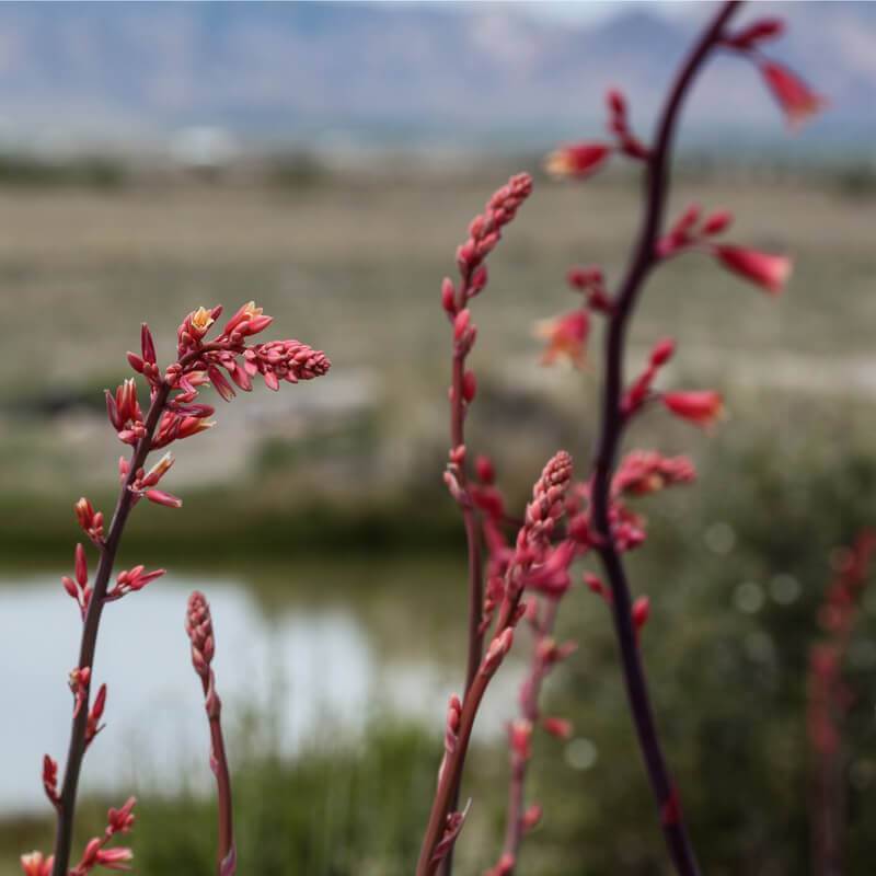 Red Yucca Flower