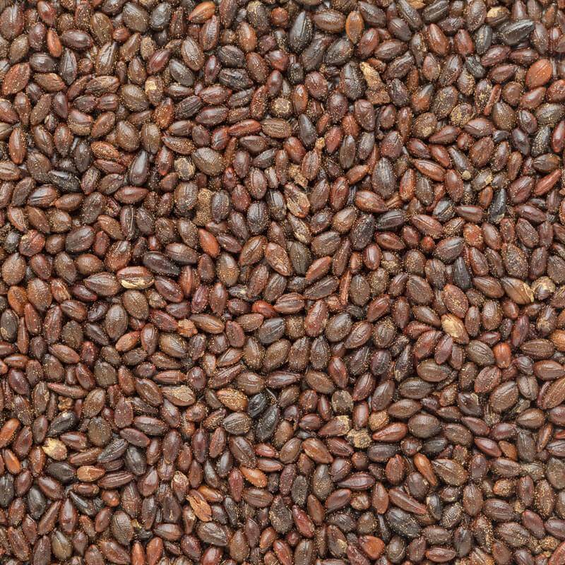 Seeds of Sea Buckthorn - HIPPOPHAE RHAMNOIDES - The Original Garden