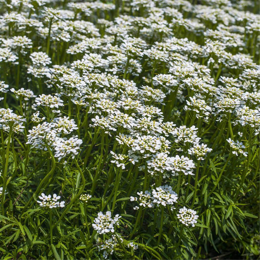 Iberis Sempervirens Purity