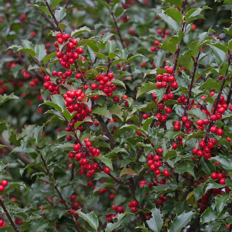 Seeds of European Holly - ILEX AQUIFOLIUM - The Original Garden