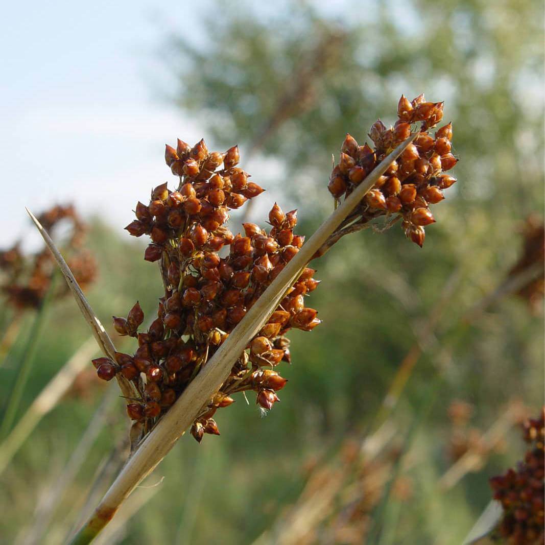 Seeds of Spiny Rush - JUNCUS ACUTUS - The Original Garden