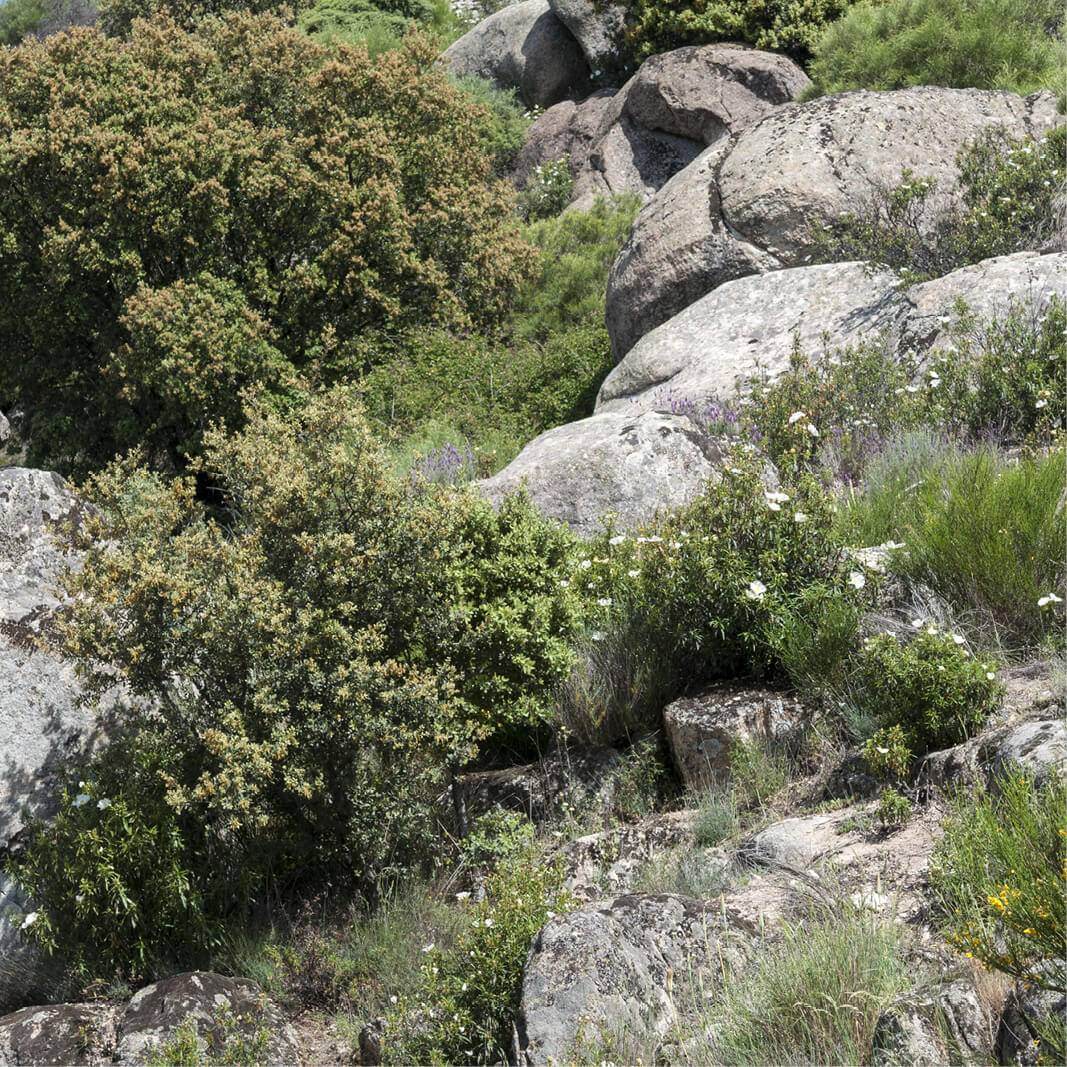 Plantas de Enebro de la Miera - JUNIPERUS OXYCEDRUS - T.O.G