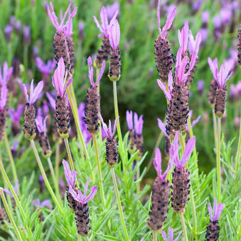Spanish Lavender