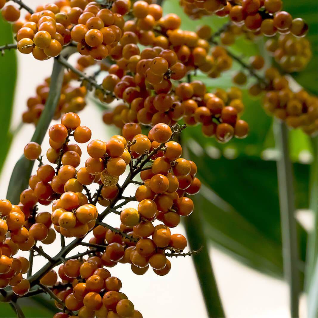 Semillas de Totuma - LICUALA GRANDIS - The Original Garden