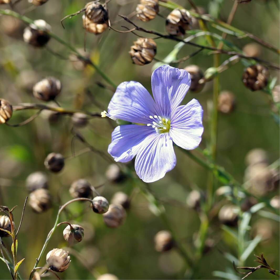 Seeds of Blue Flax - LINUM PERENNE - The Original Garden