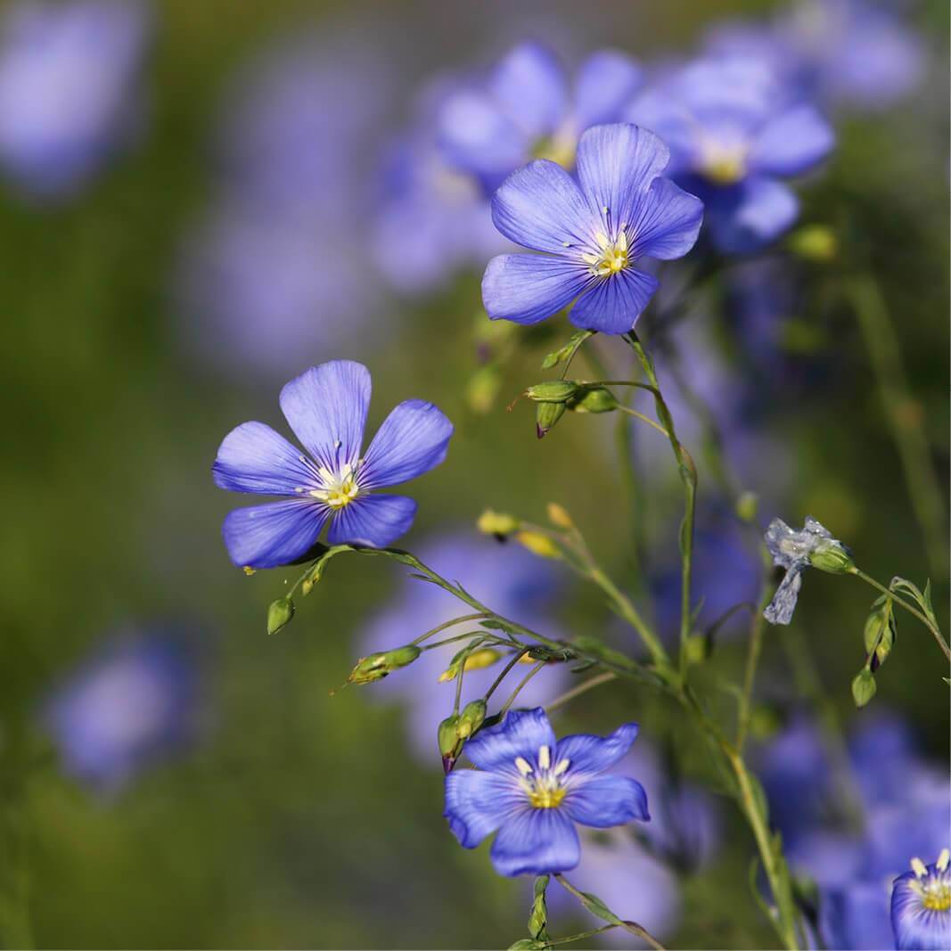 Seeds of Common Flax - LINUM USITATISSIMUM - The Original Garden