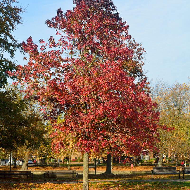 Plants of Sweet Gum - LIQUIDAMBAR STYRACIFLUA - The Original Garden