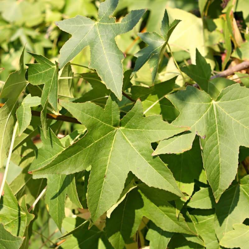 Plantas de Árbol del estoraque - LIQUIDAMBAR STYRACIFLUA