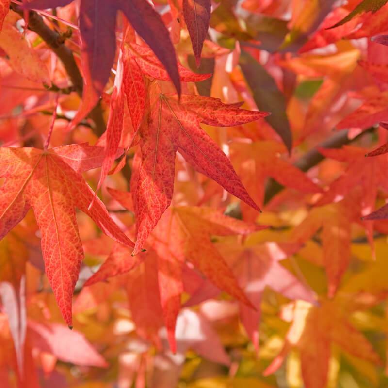 Plantas de Árbol del estoraque - LIQUIDAMBAR STYRACIFLUA