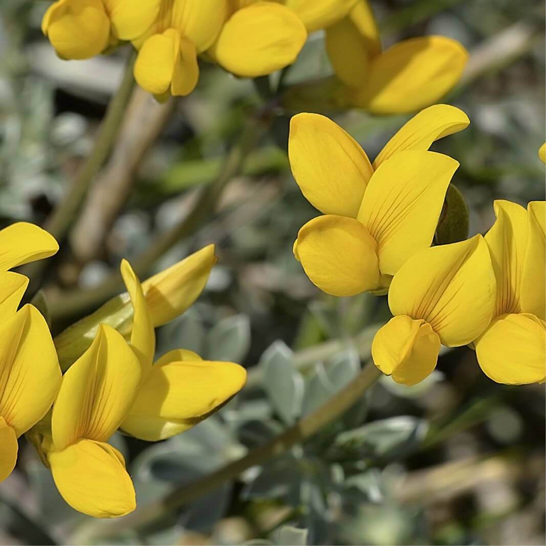 Semillas de LOTUS CRETICUS - Cuernecillo de mar - T.O.G