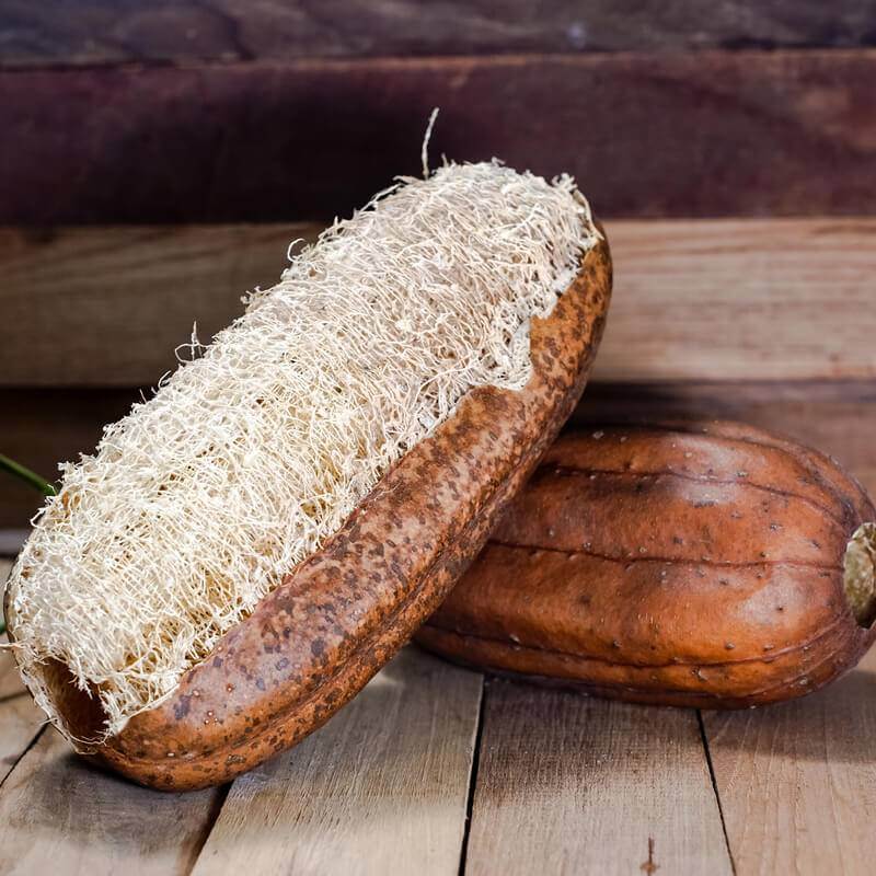 Graines de Courge éponge - LUFFA AEGYPTIACA - The Original Garden