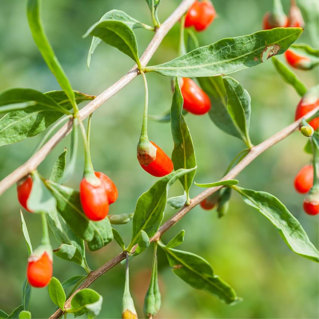 Plantas de Goji - LYCIUM BARBARUM - The Original Garden