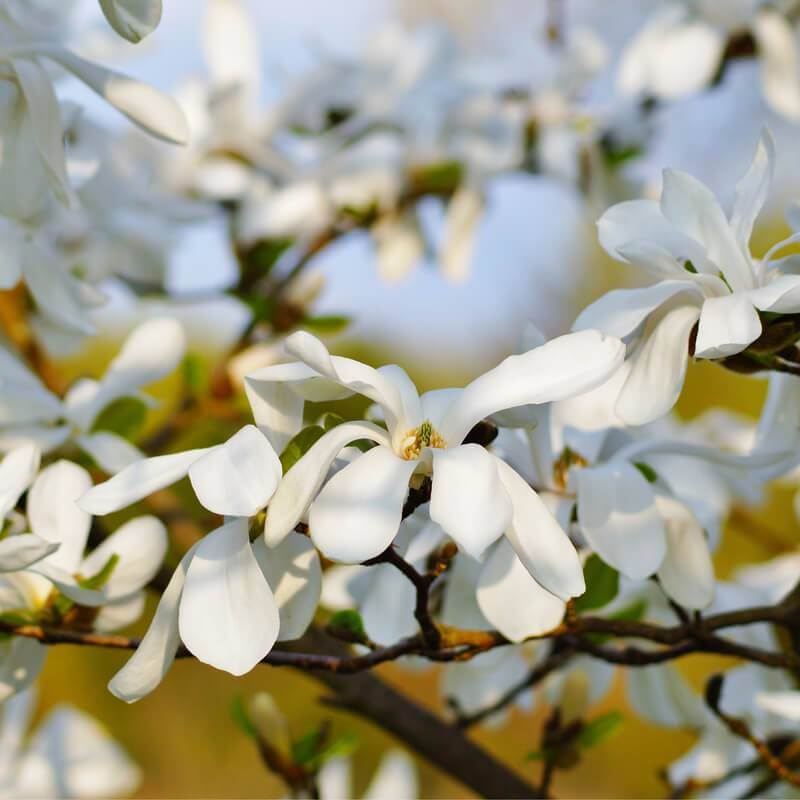 Seeds of Kobushi Magnolia - MAGNOLIA KOBUS - The Original Garden