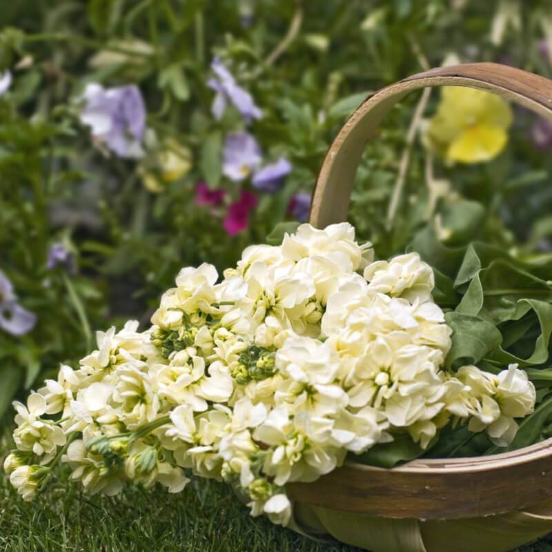 Semillas de Alheli cuarenteno - MATTHIOLA INCANA Ten Week - T.O.G