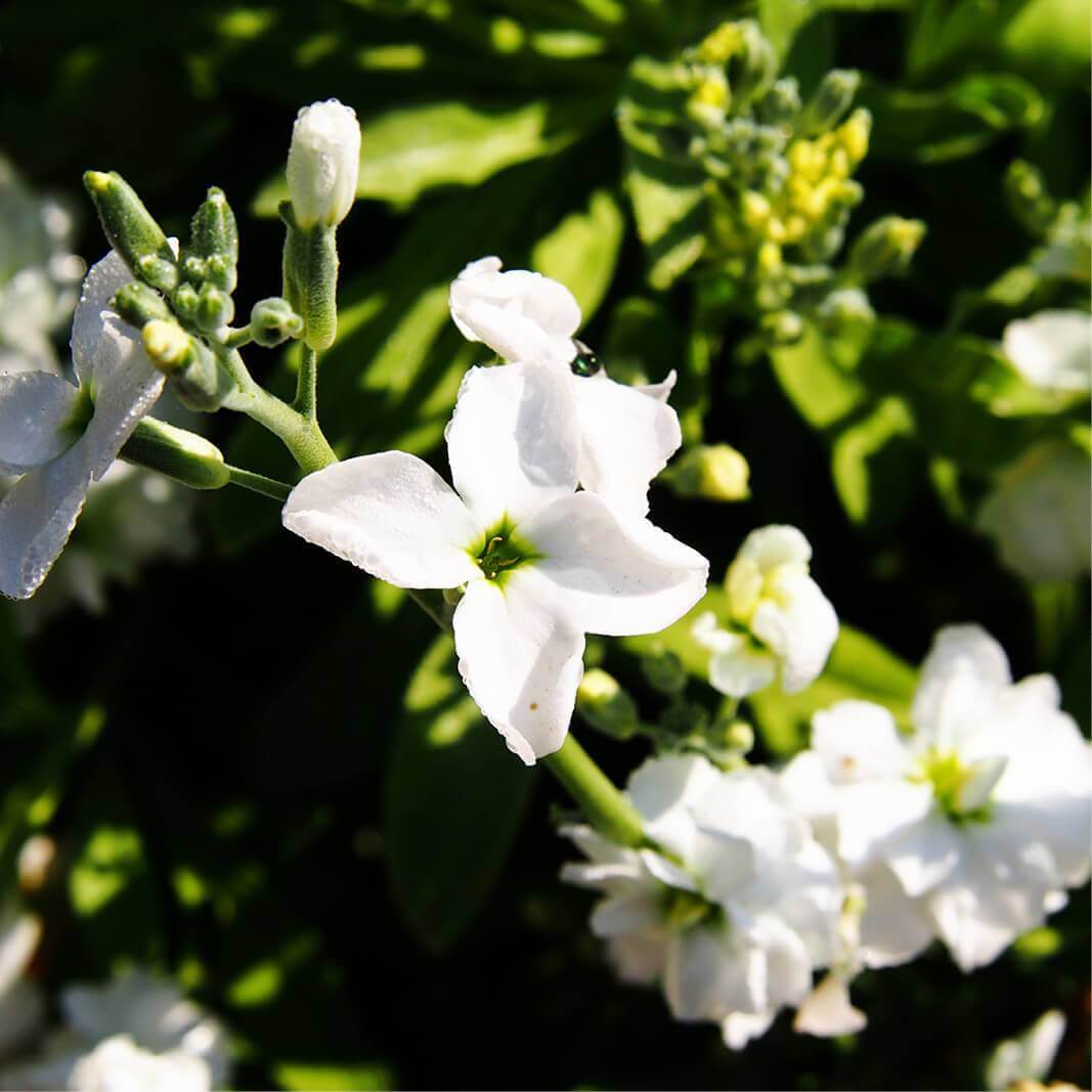 Semillas de Alheli cuarenteno - MATTHIOLA INCANA Ten Week - T.O.G