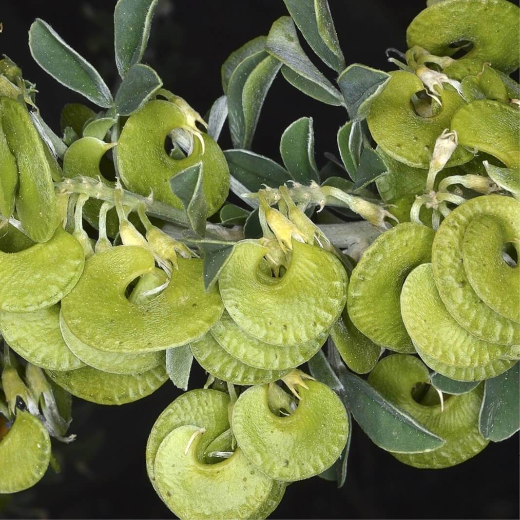 Medicago Seeds
