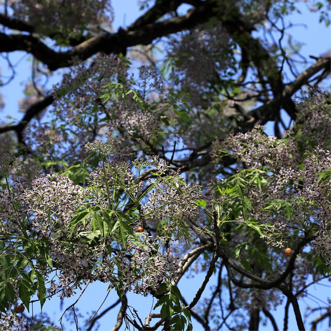 Seeds of Persian Lilac - MELIA AZEDARACH - The Original Garden