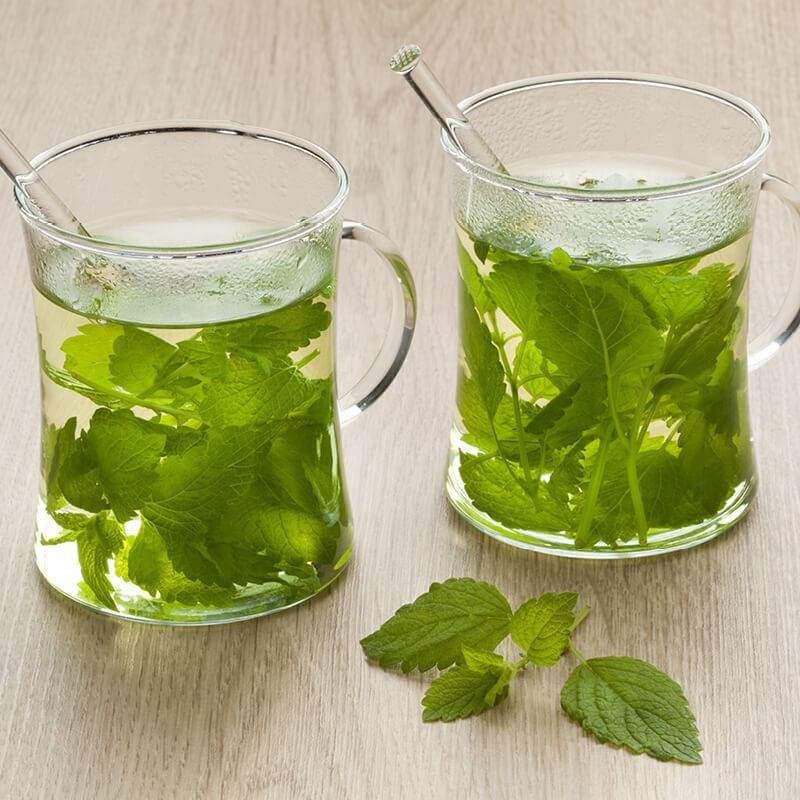 Plantas de Melisa - MELISSA OFFICINALIS - The Original Garden