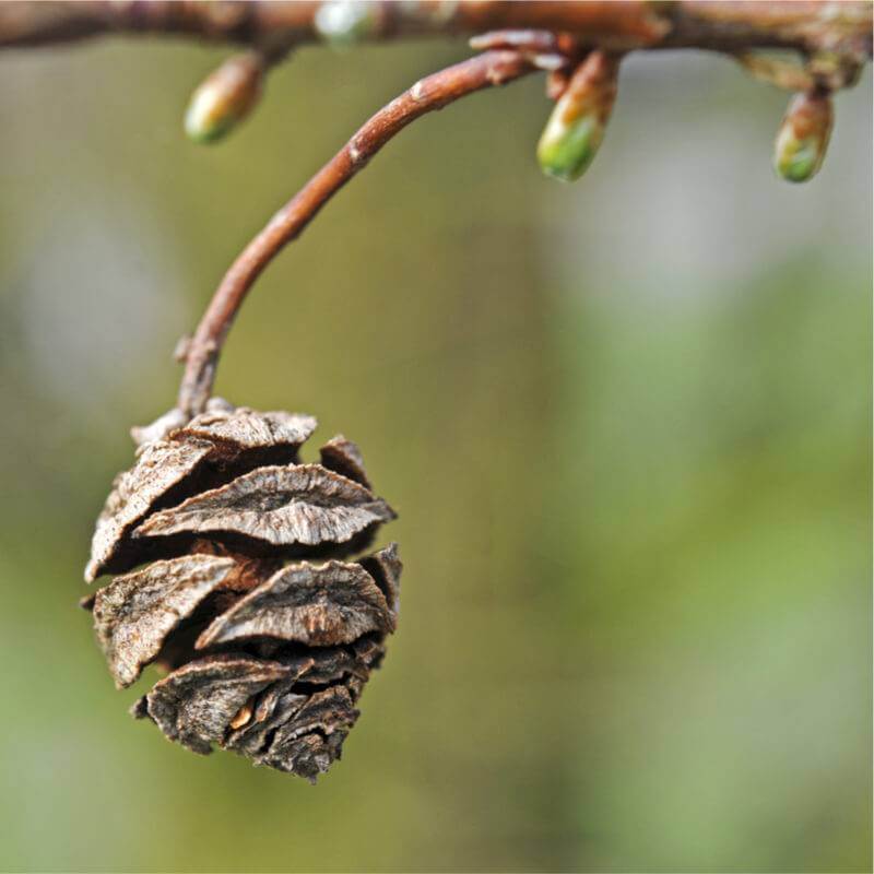 Semillas de Secuoya del amanecer - METASEQUOIA GLYPTOSTROBOIDES - T.O.