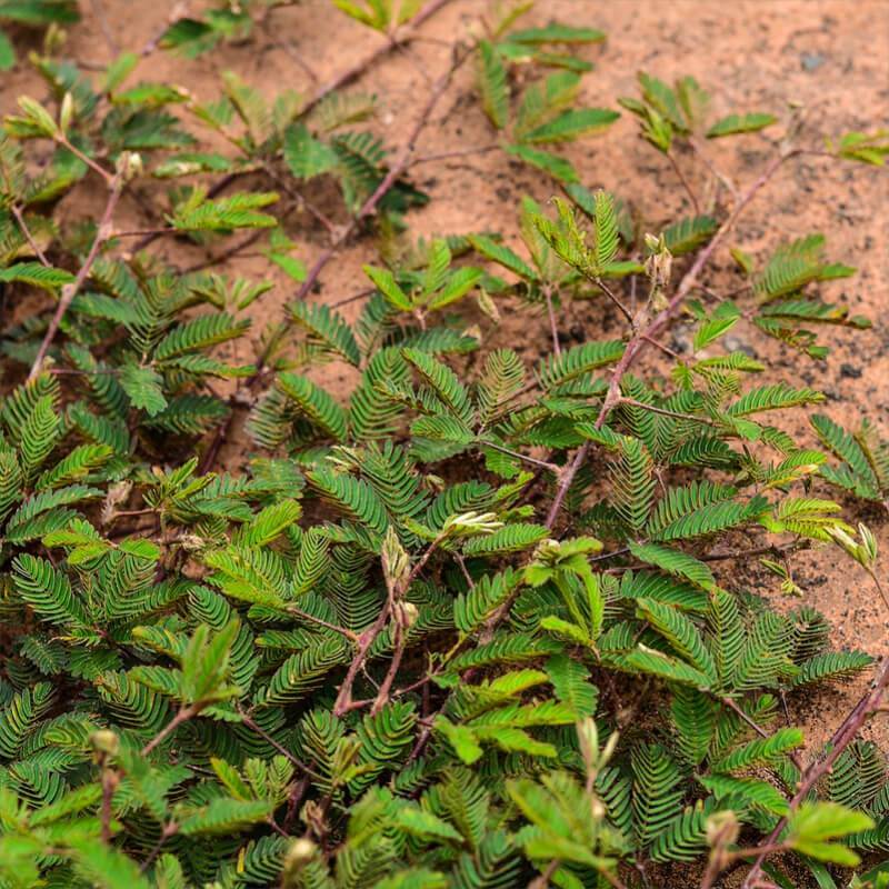 Semillas de Sensitiva - MIMOSA PUDICA - The Original Garden