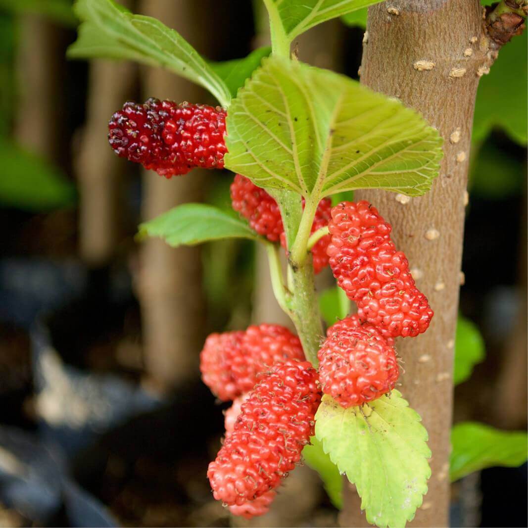 White Mulberry Tree Seeds