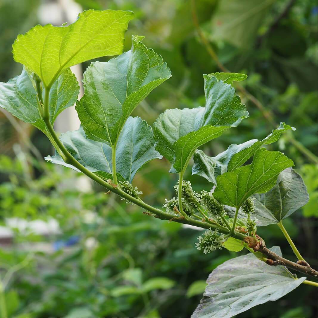 Semillas de Morera blanca - MORUS ALBA - The Original Garden