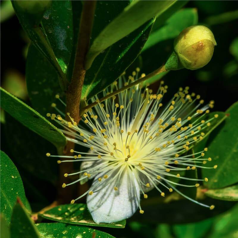 Graines de Myrte commune - MYRTUS COMMUNIS - The Original Garden