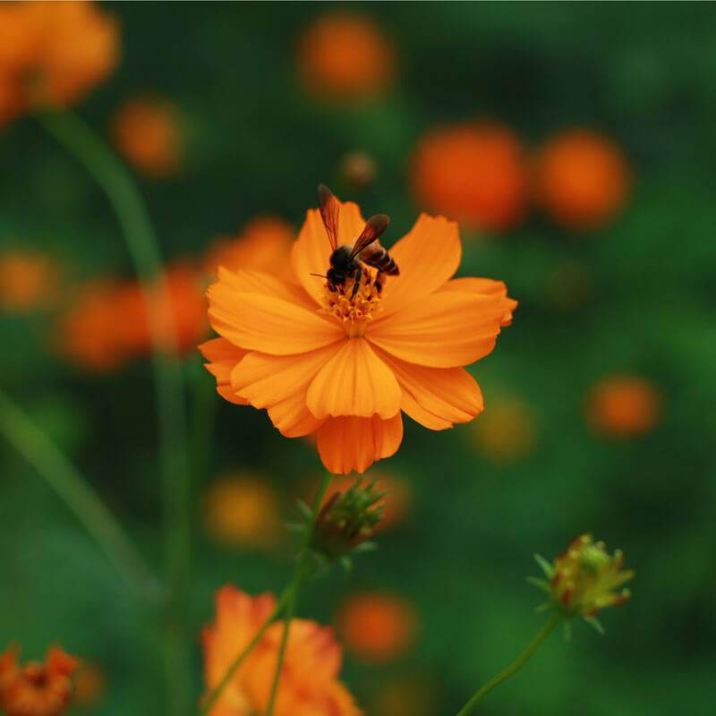 Seeds of HONEY BEE FLOWER MIX (Organic seeds) - The Original Garden