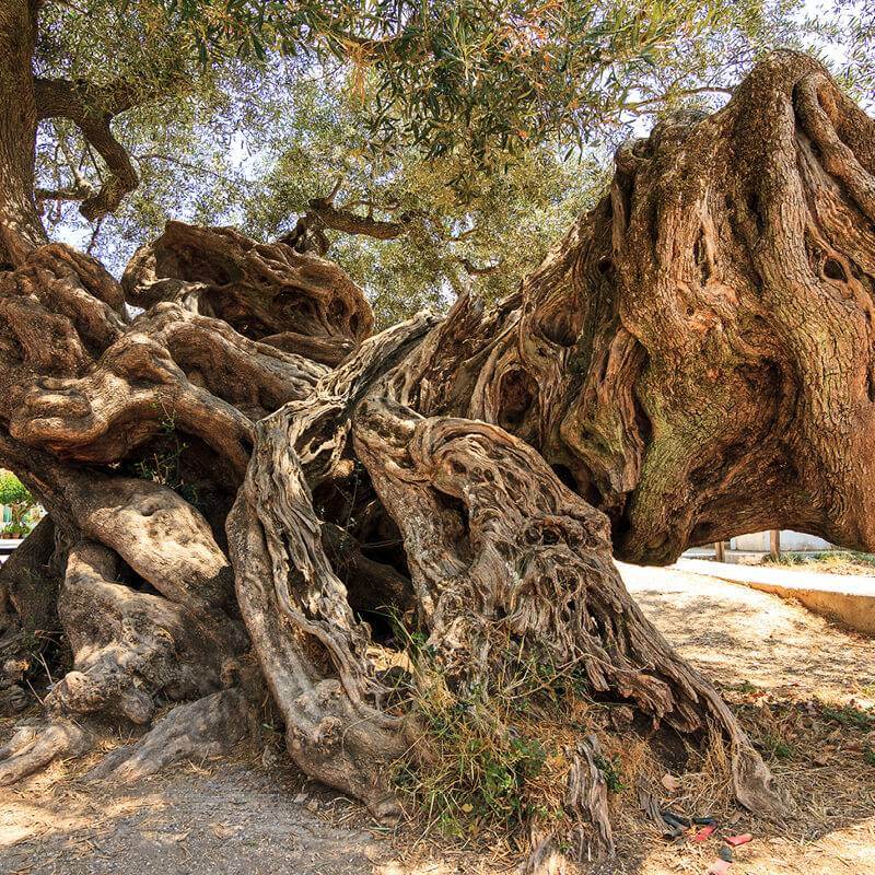 Plants of Wild Olive tree - OLEA EUROPAEA SYLVESTRIS - T.O.G