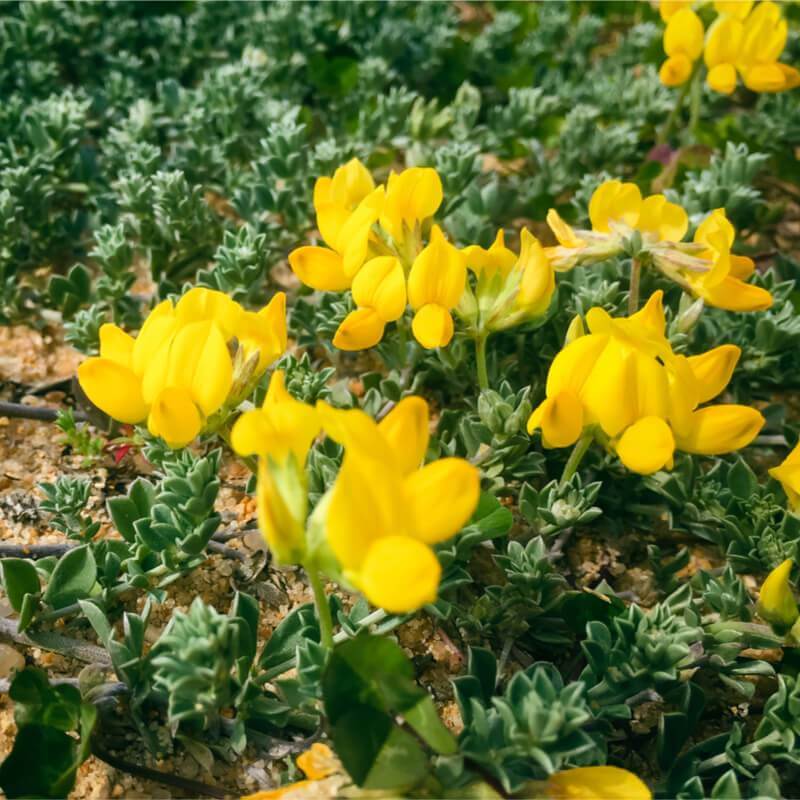 Semillas de ONONIS NATRIX RAMOSISSIMA - Beluda - The Original Garden