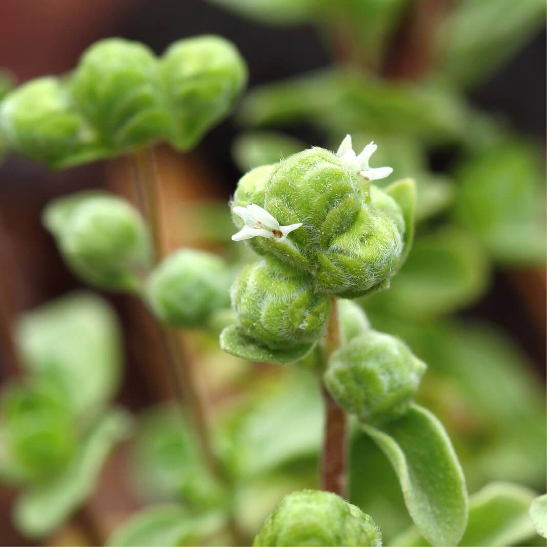 Semillas de Mejorana - ORIGANUM MAJORANA - The Original Garden