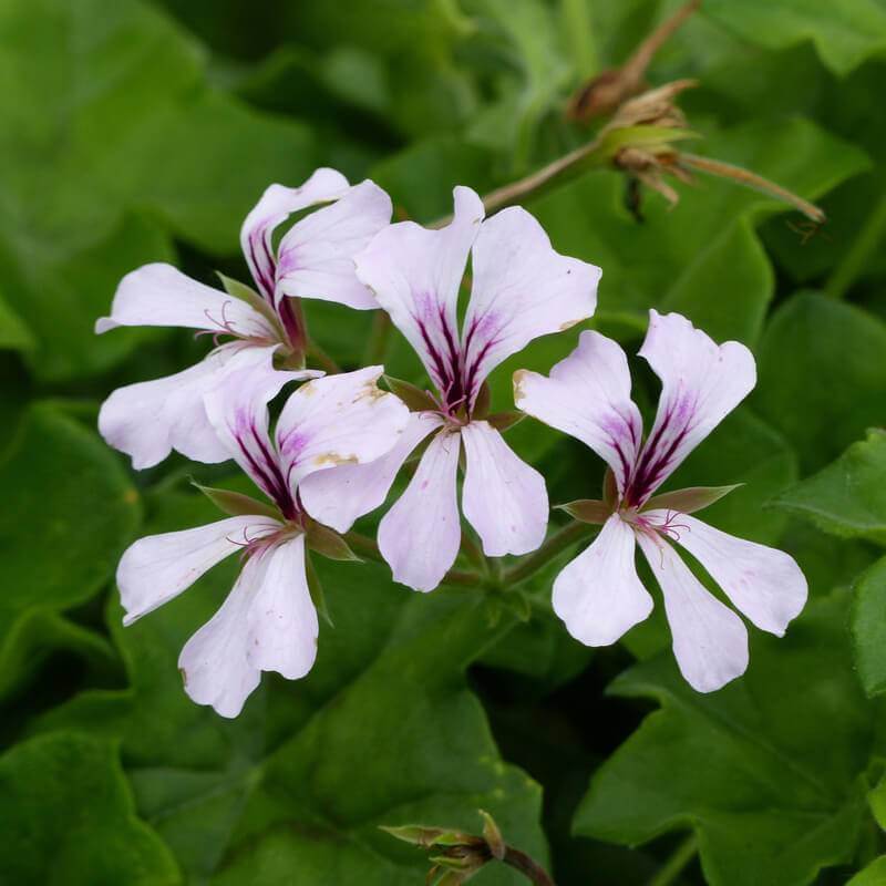 Plantas de Gitanilla, Geranio de hiedra - PELARGONIUM PELTATUM - T.O.G