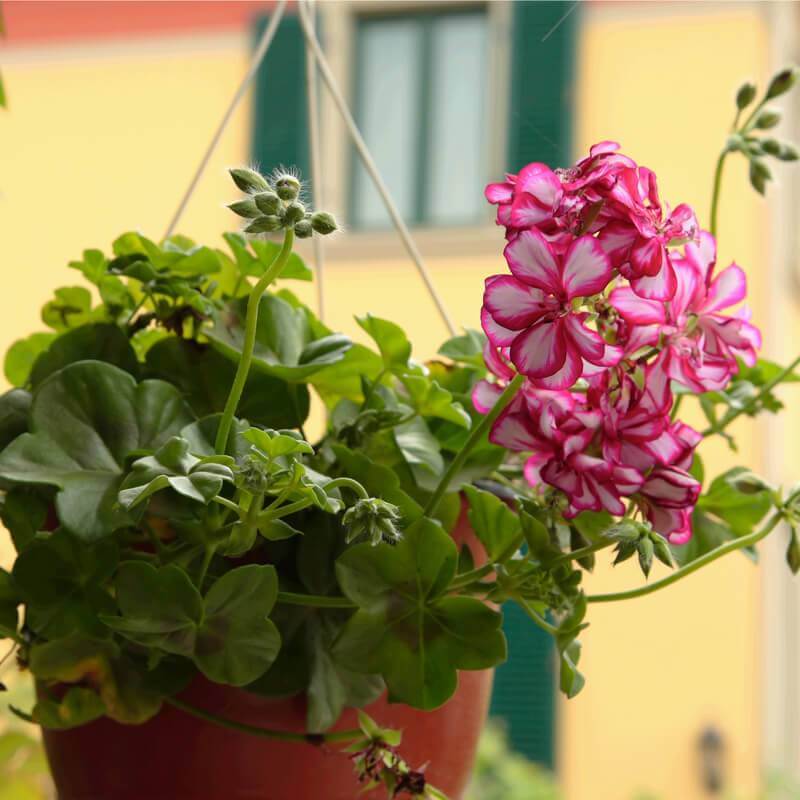 Plants of Pink Ivy-leaf Geranium - PELARGONIUM PELTATUM - T.O.G