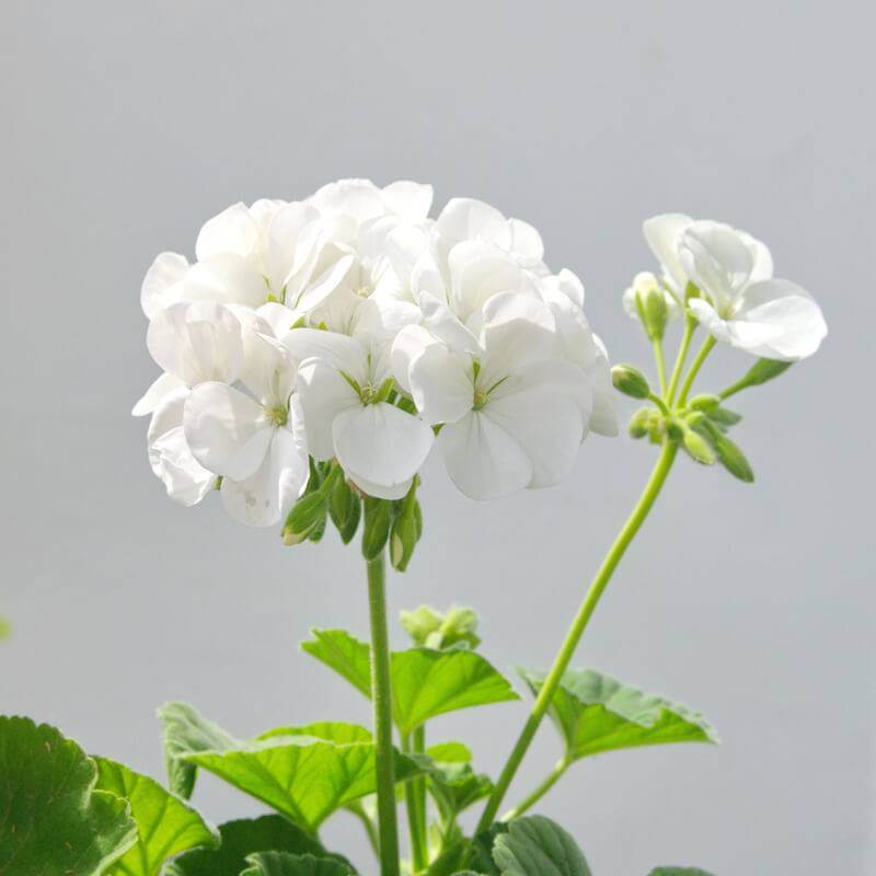 Plantas de PELARGONIUM x HORTORUM - Geranio zonal blanco - T.O.G