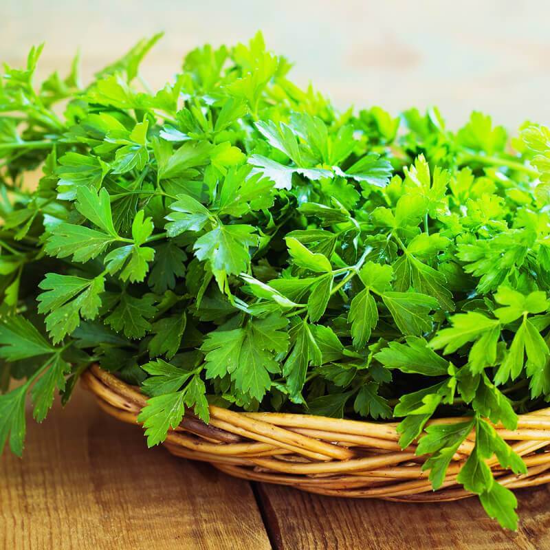 Semillas de PEREJIL Gigante de Italia - PETROSELINUM CRISPUM - T.O.G