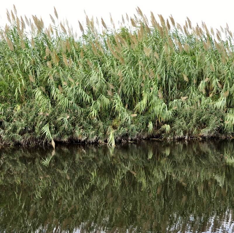 Plantas de Carrizo - PHRAGMITES AUSTRALIS - The Original Garden