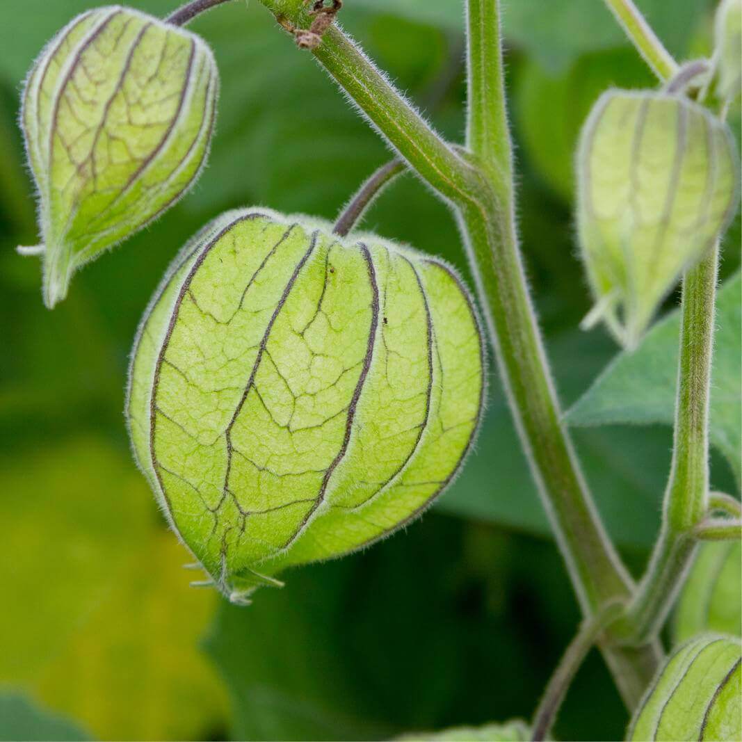 Physalis Peruviana