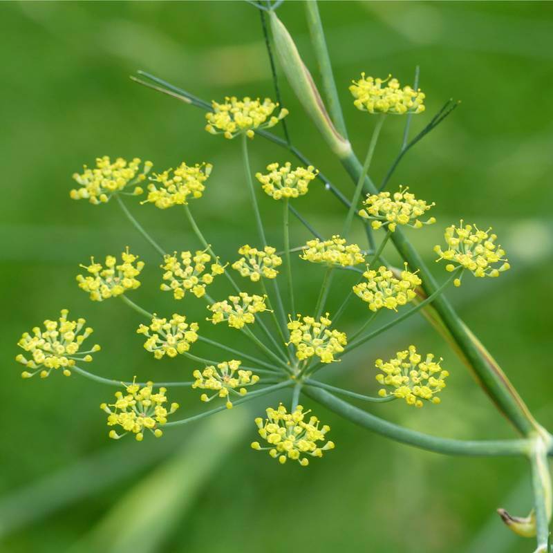 Planta De Anis Myrrhis Odorata (anise): Go Botany