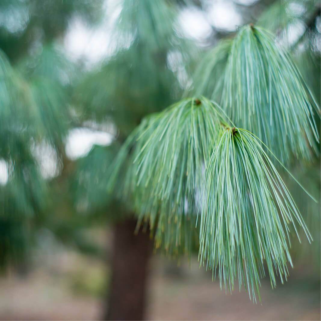 Seeds of PINUS PATULA - Mexican Weeping Pine - The Original Garden