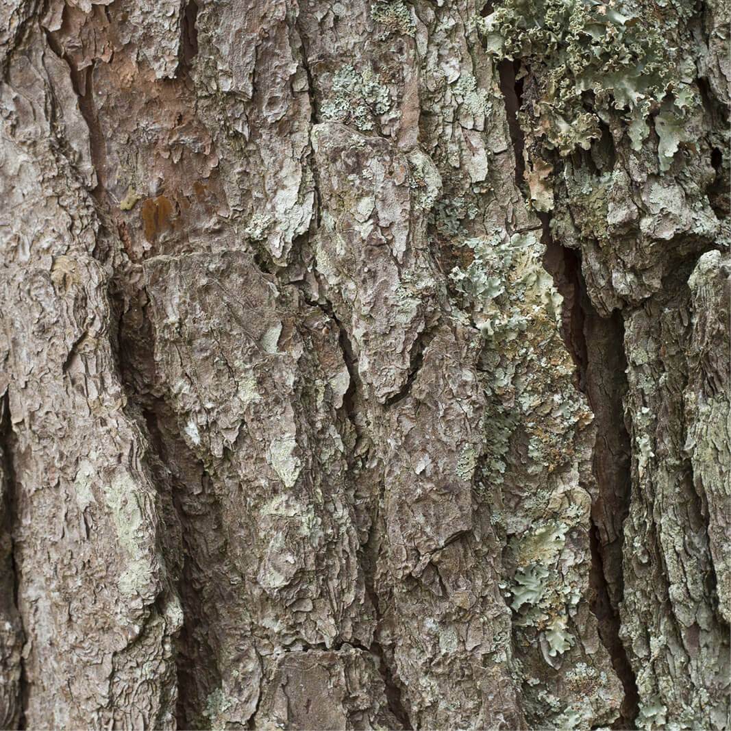 Graines de PINUS PATULA - Pin jaune mexicain - The Original Garden