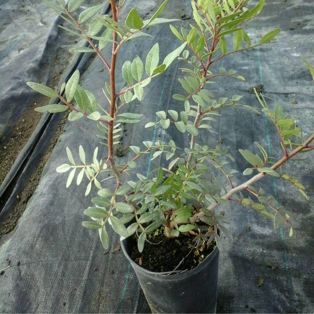 Seeds of Mastic - PISTACIA LENTISCUS - The Original Garden