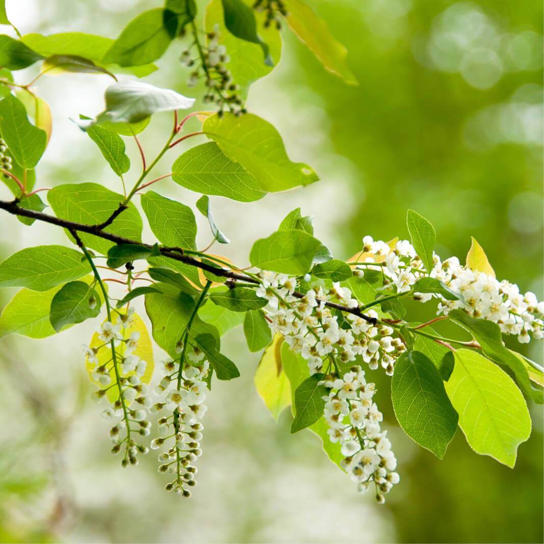 Folha De Prunus Serotina Black Cherry Prunus Serotina — Native