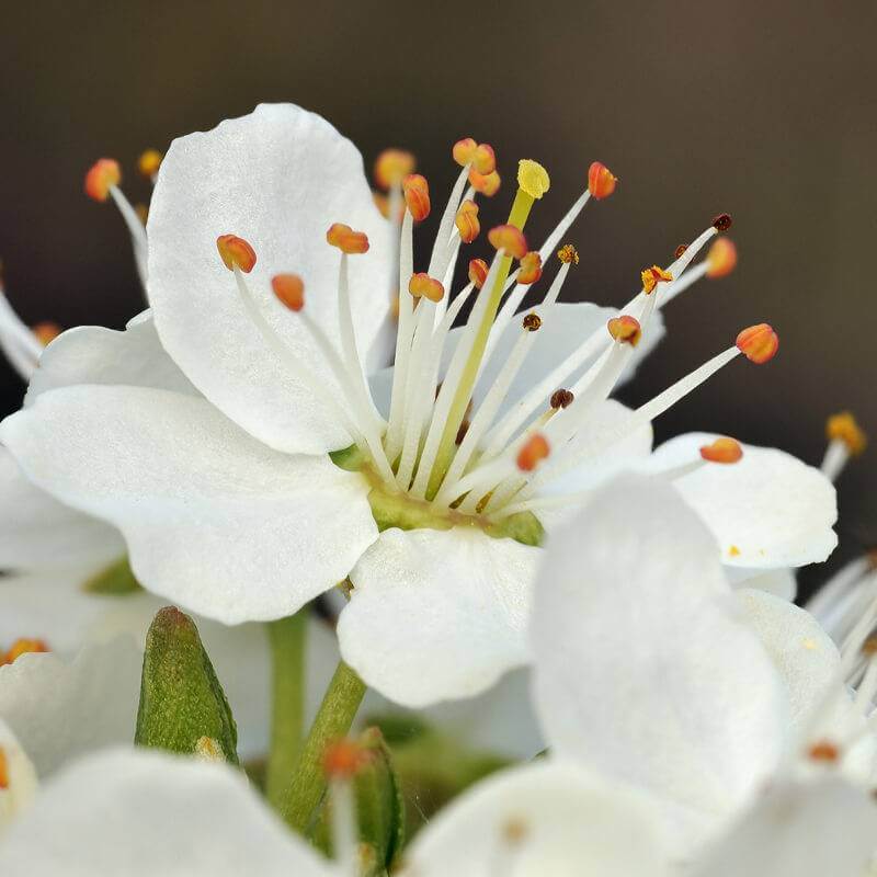 Semillas de Endrino - PRUNUS SPINOSA - The Original Garden