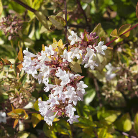 Plantas de Abelia - ABELIA x GRANDIFLORA - The Original Garden