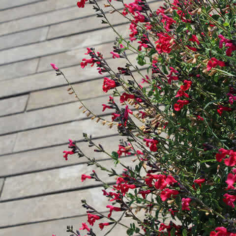 Plantes de SALVIA MICROPHYLLA - Sauge à petites feuilles - T.O.G