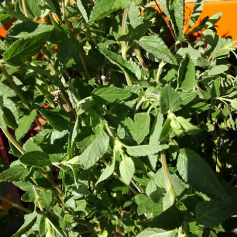 Plantes de SALVIA MICROPHYLLA - Sauge à petites feuilles - T.O.G