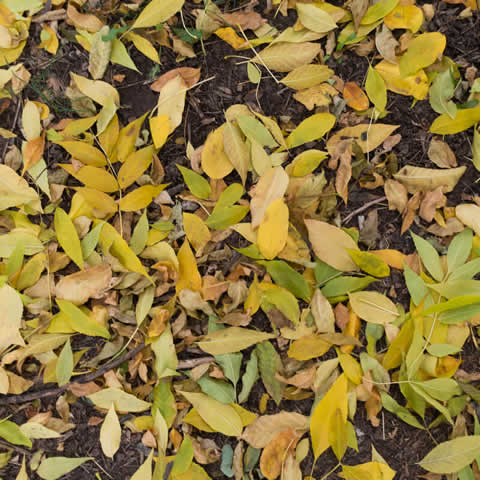 Semillas de Fresno rojo americano - FRAXINUS PENNSYLVANICA