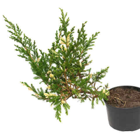 Plantes de JUNIPERUS HORIZONTALIS ’Andorra compacta’ - Genévrier rampa